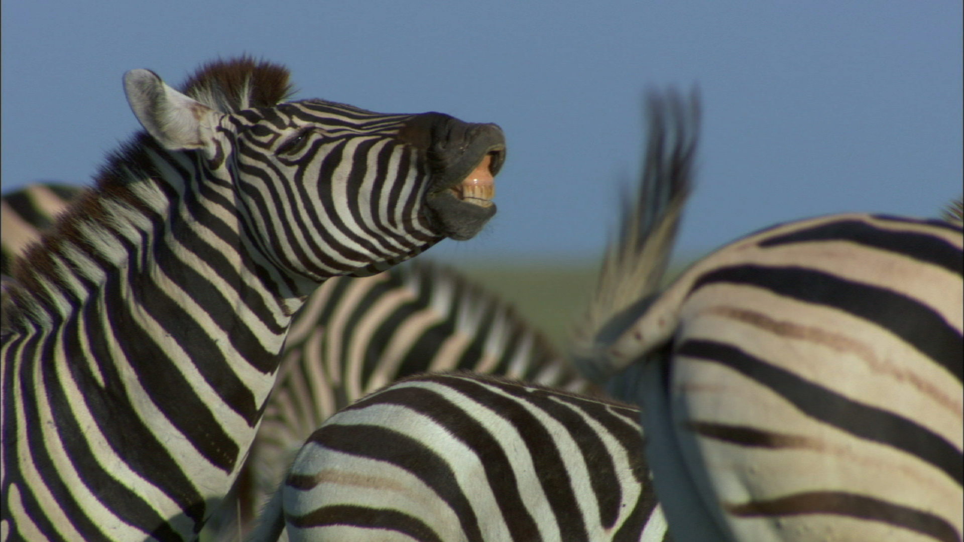 All About Zebras | PBS LearningMedia