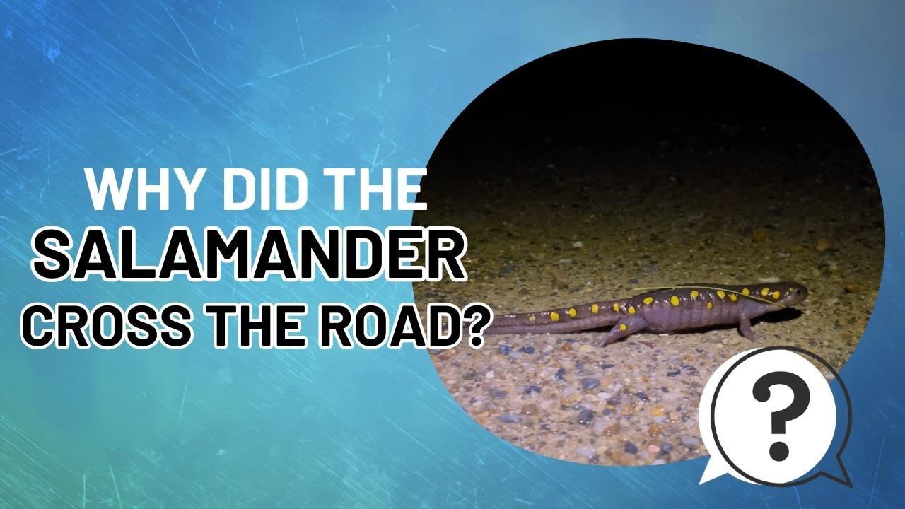 April Salamanders | But Why Adventures! Northeast Nature | PBS ...