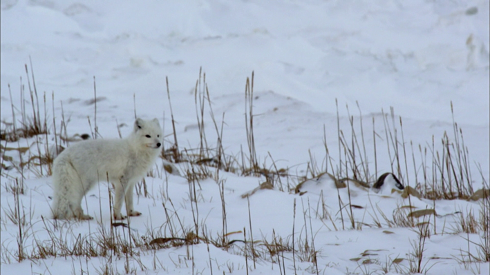 Climate Change Contributes to Competition Between Red and Arctic Foxes ...