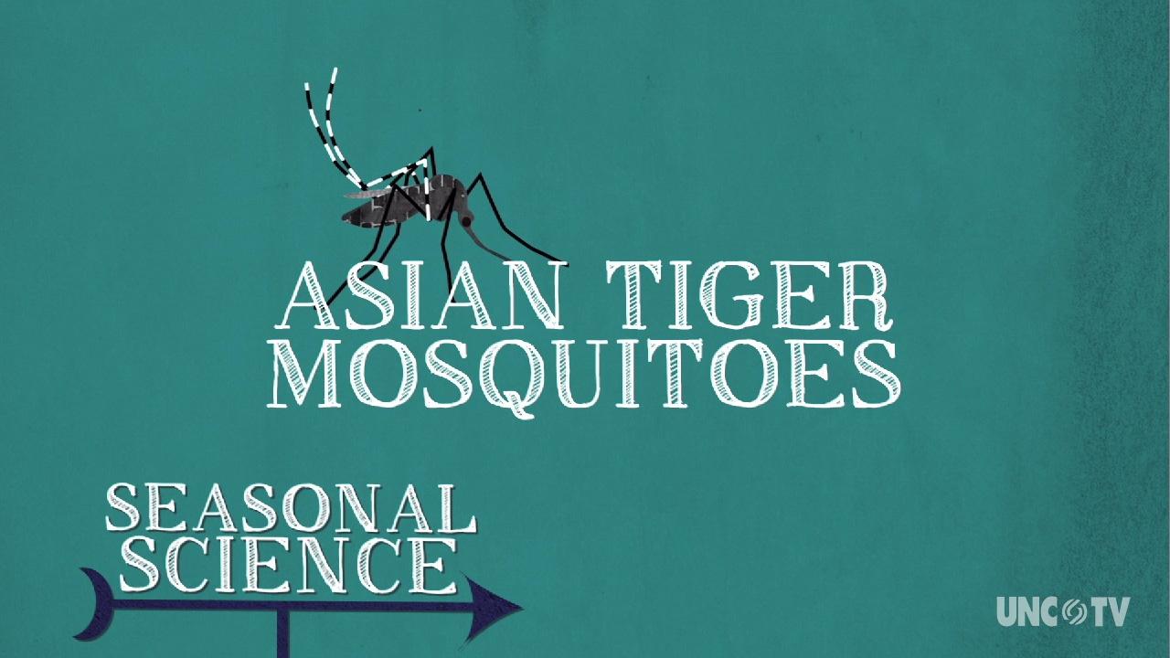 Seasonal Science: Asian Tiger Mosquito | PBS LearningMedia