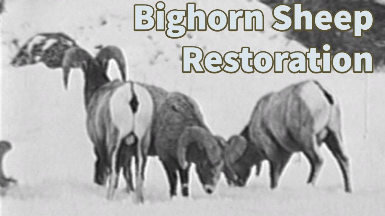 Bighorn Sheep Restoration | Back from the Brink | PBS LearningMedia
