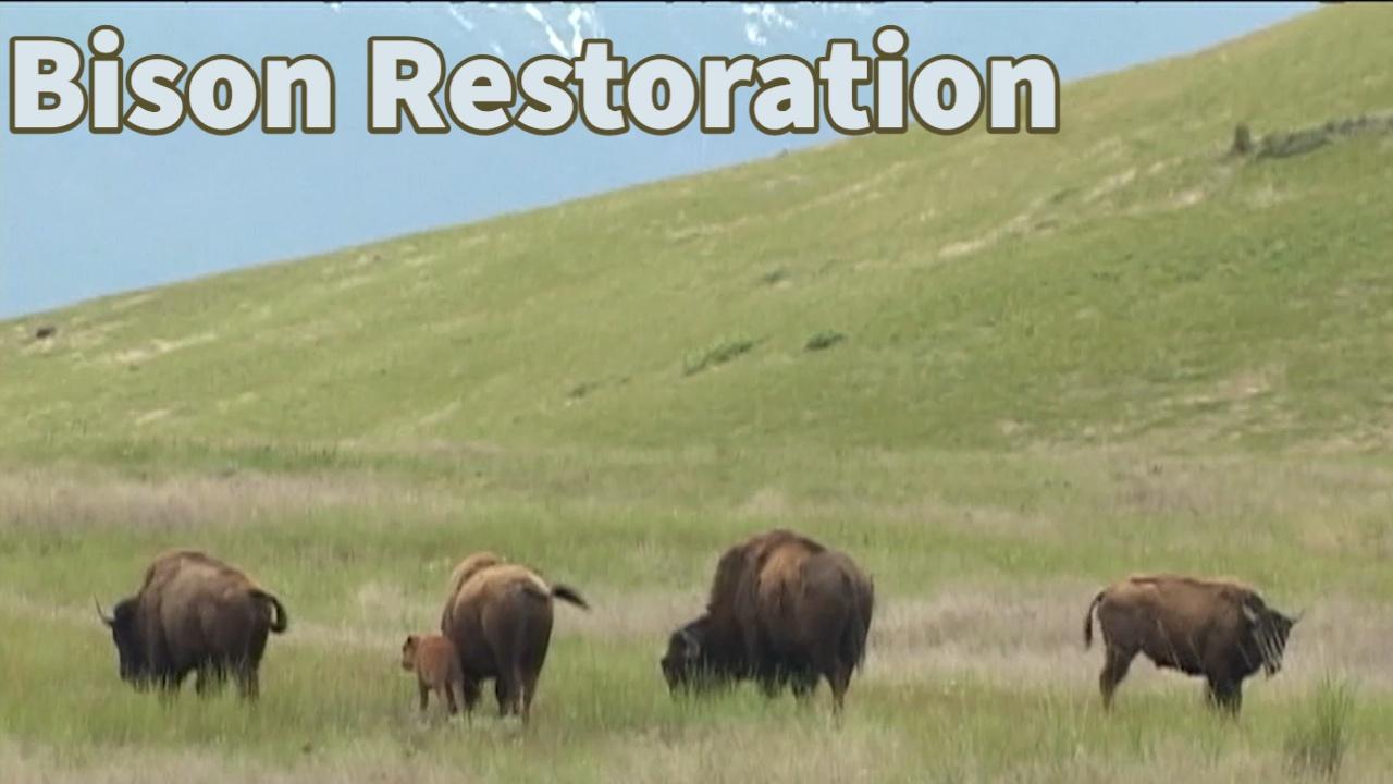 Bison Restoration | Back from the Brink | PBS LearningMedia