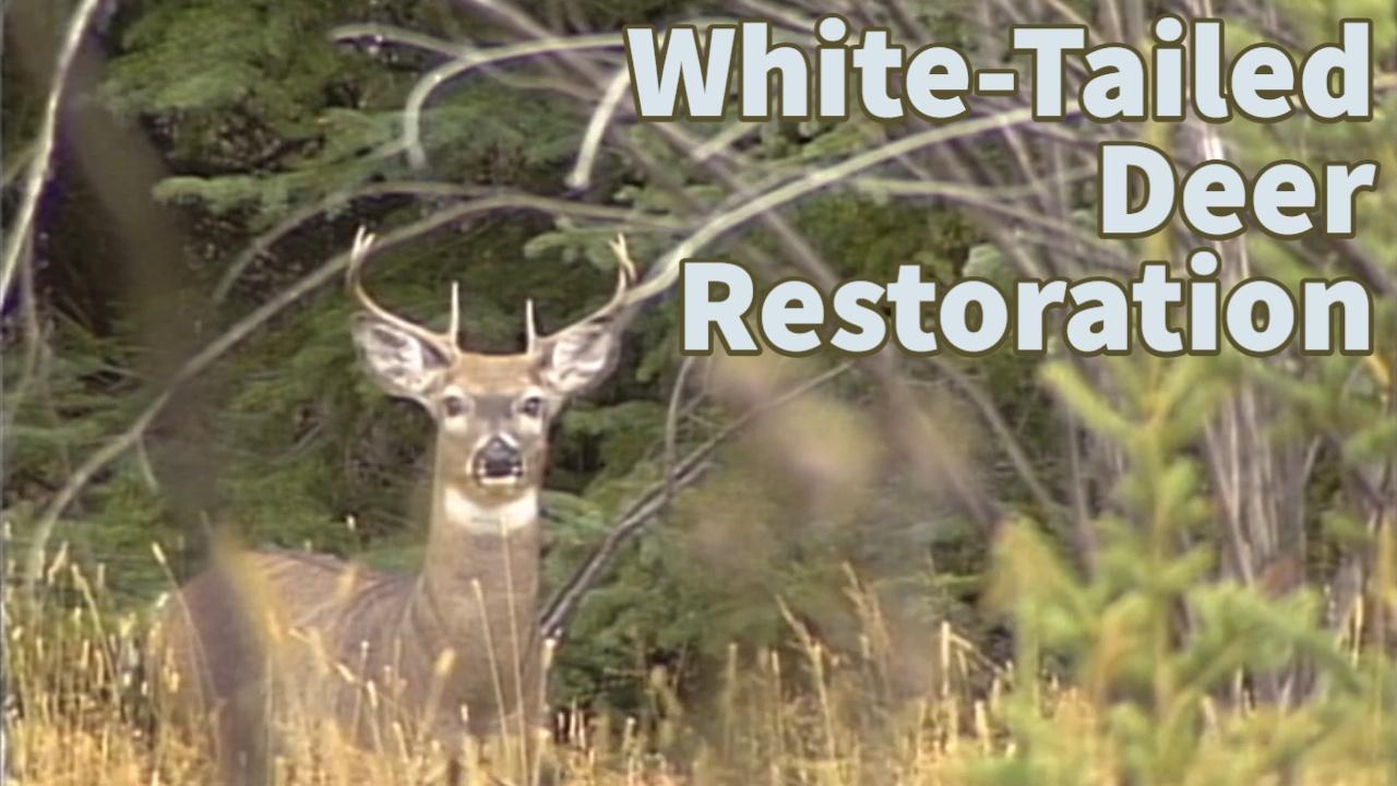 White-Tailed Deer Restoration | Back from the Brink | PBS LearningMedia