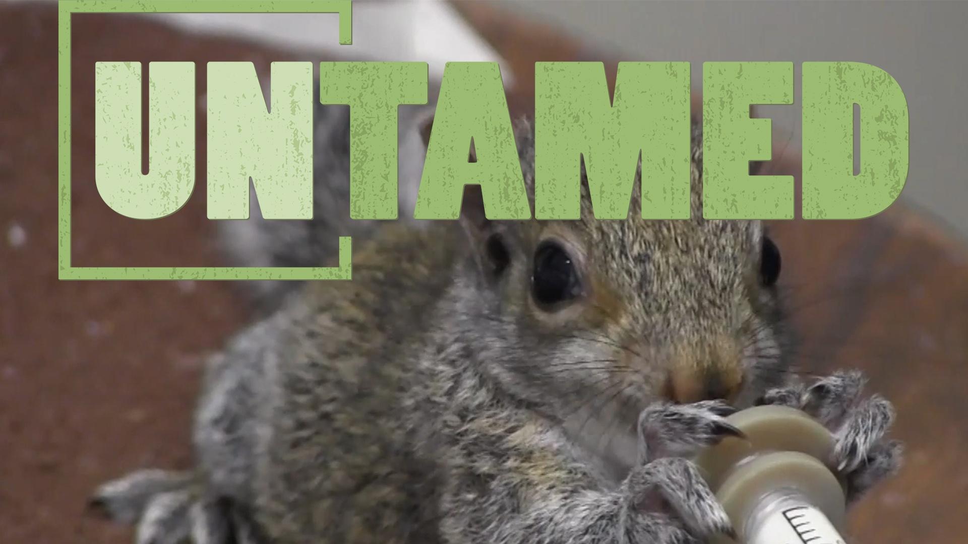 Baby Season | Untamed | PBS LearningMedia