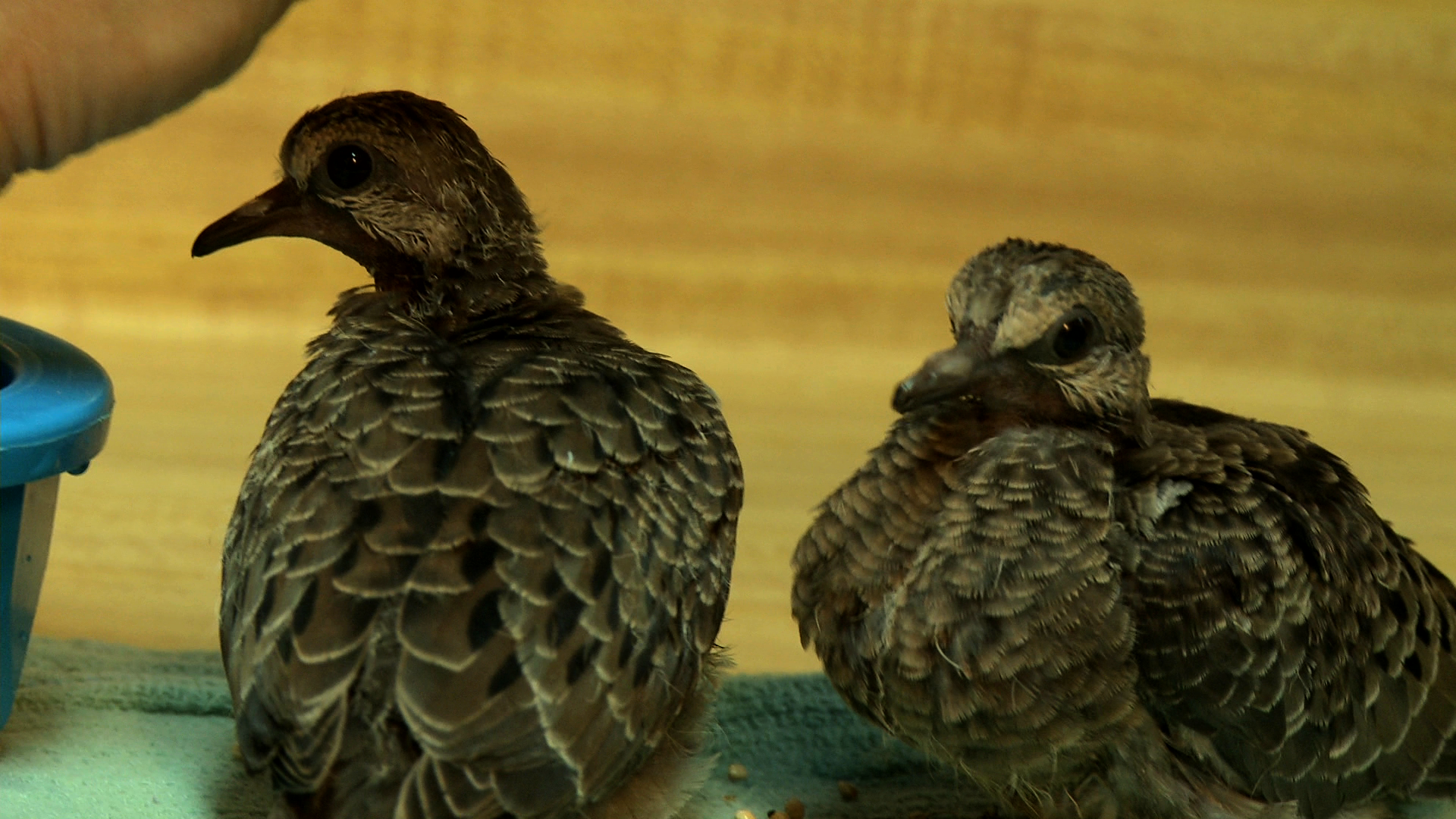 Nurturing Back to Nature | PBS LearningMedia