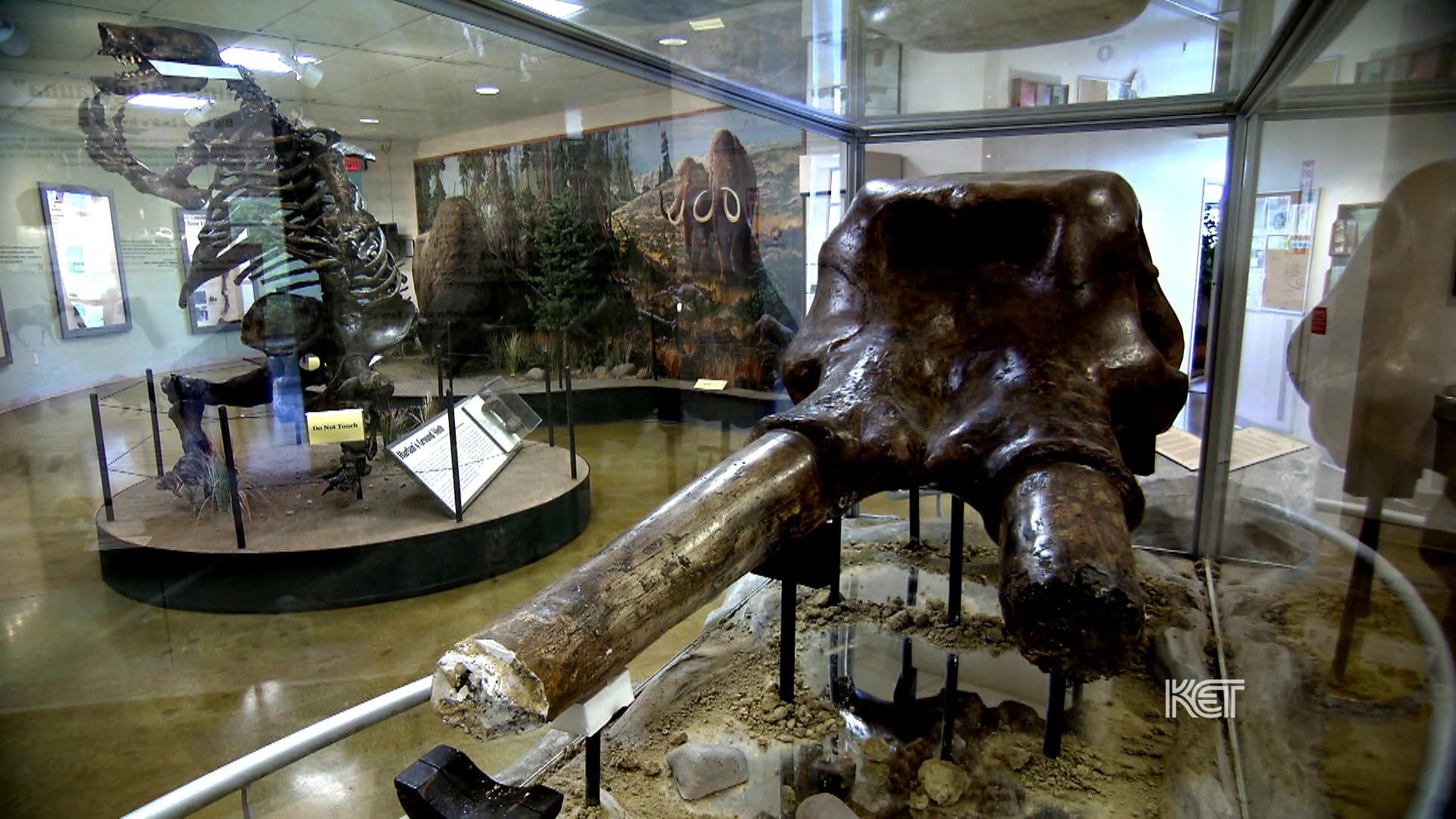 Big Bone Lick: Mastodons and Monticello | Kentucky Studies | PBS ...