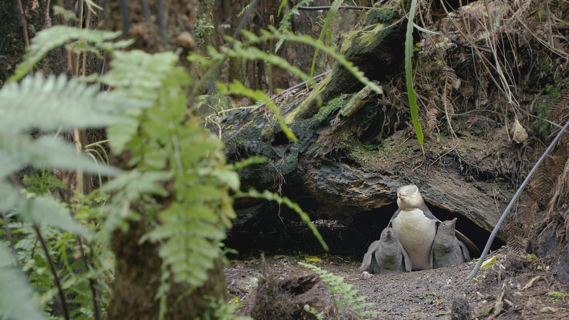 Yellow Eyed Penguins | Big Pacific: Passionate | Grades 6-8, 9-12 ...