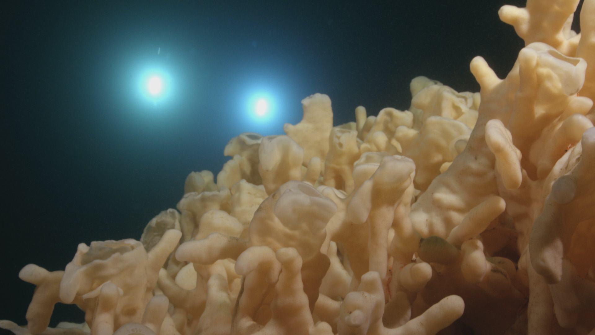 Big Pacific: Mysterious | PBS LearningMedia