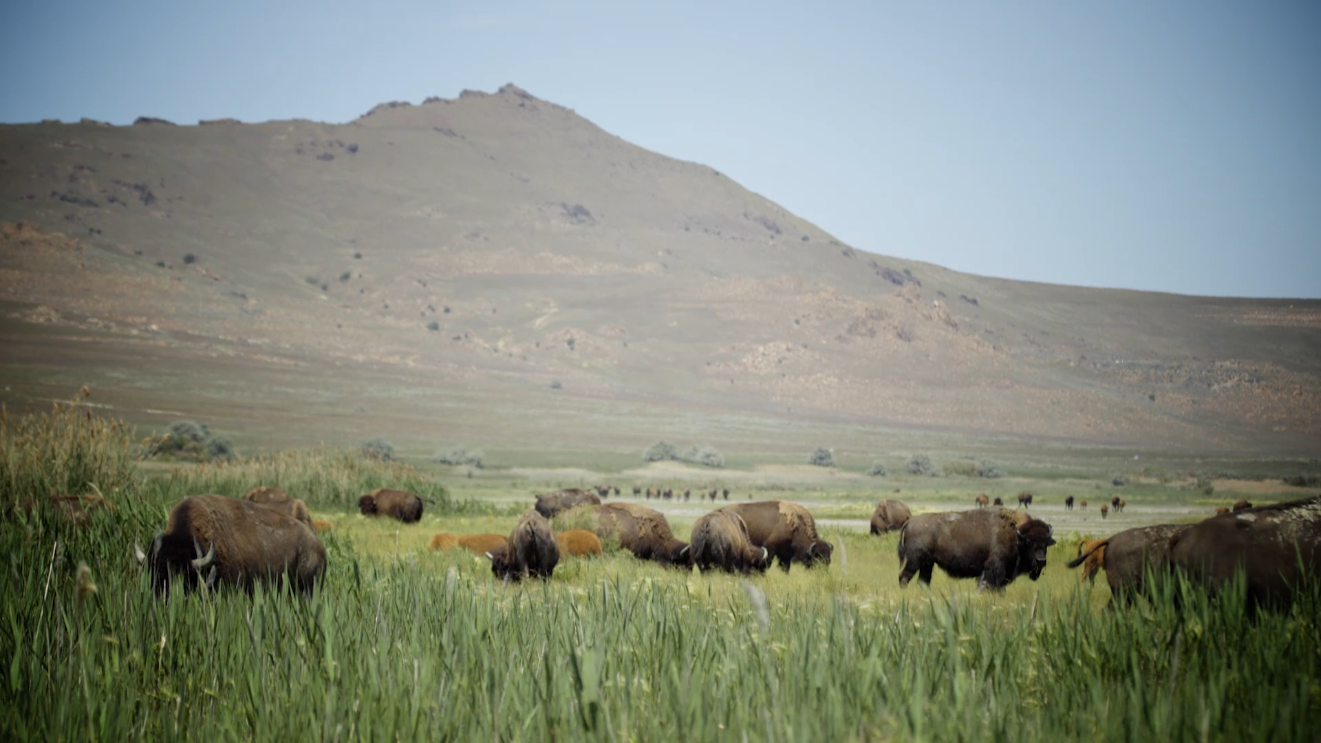 The Mighty Mighty Bison | San Diego Zoo Kids | PBS LearningMedia