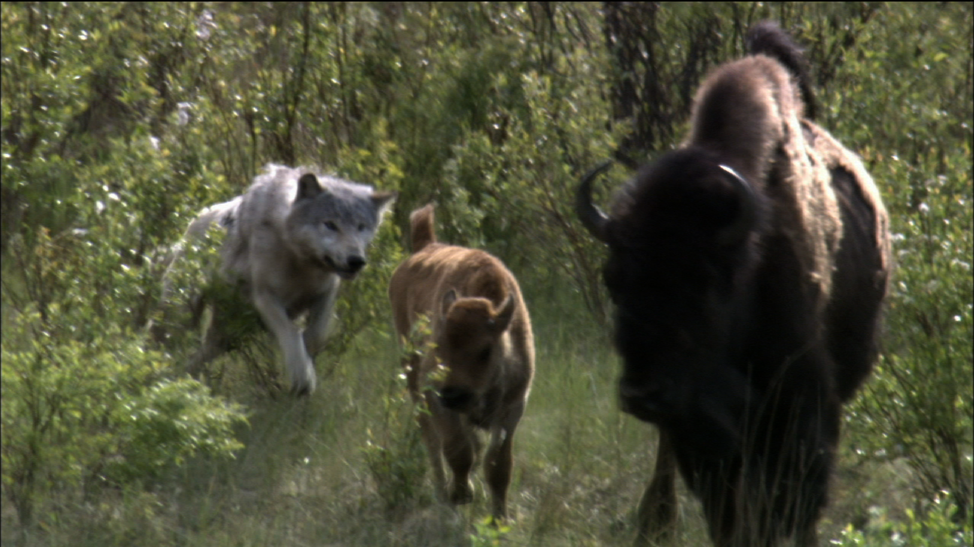 Explora El Bosque Buffalo Wolf