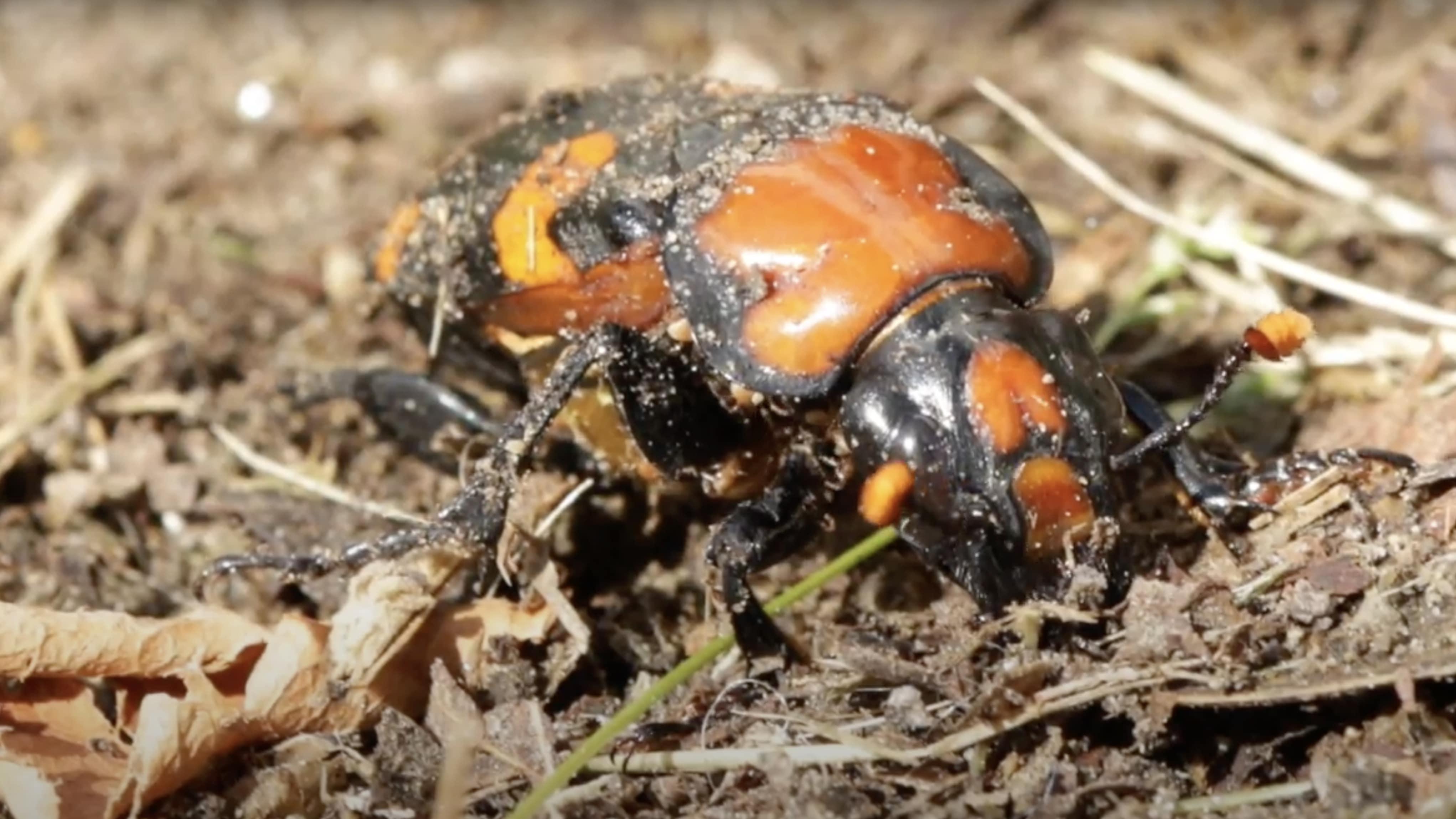 American Burying Beetle | Paws for a Minute | PBS LearningMedia