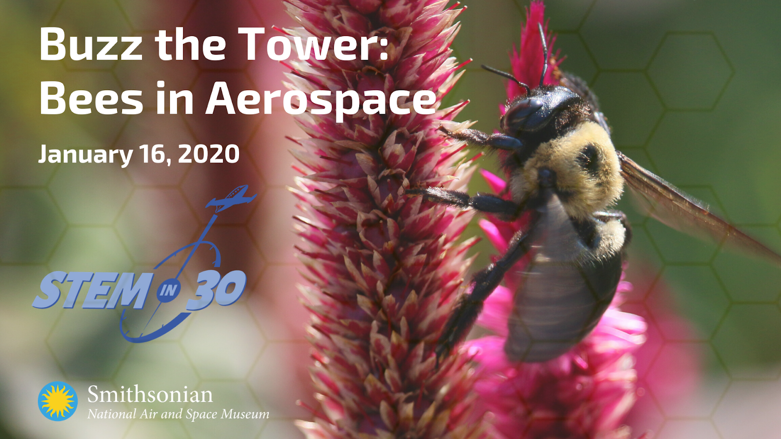 Buzz the Tower: How Bees Influence Aviation | PBS LearningMedia