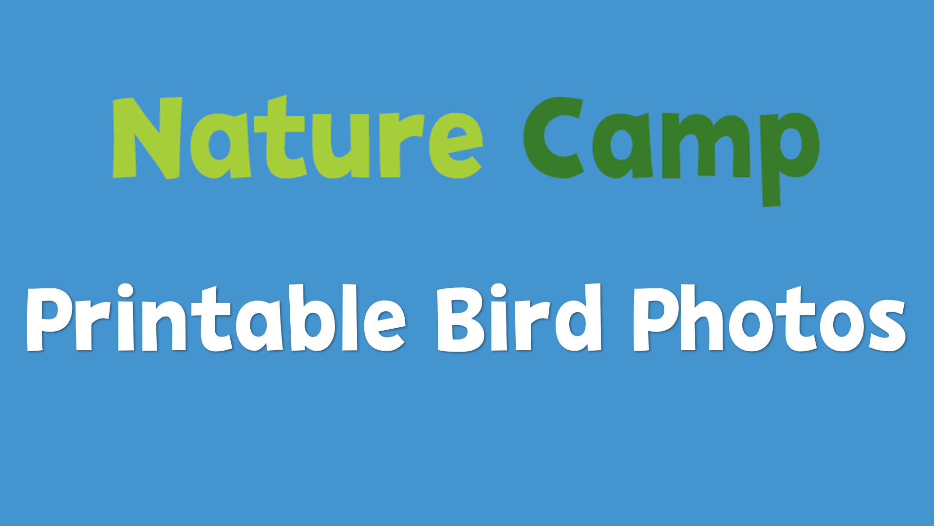 Printable Bird Photos: Nature Camp | Ohio Learns 360 | Grades K-2 ...