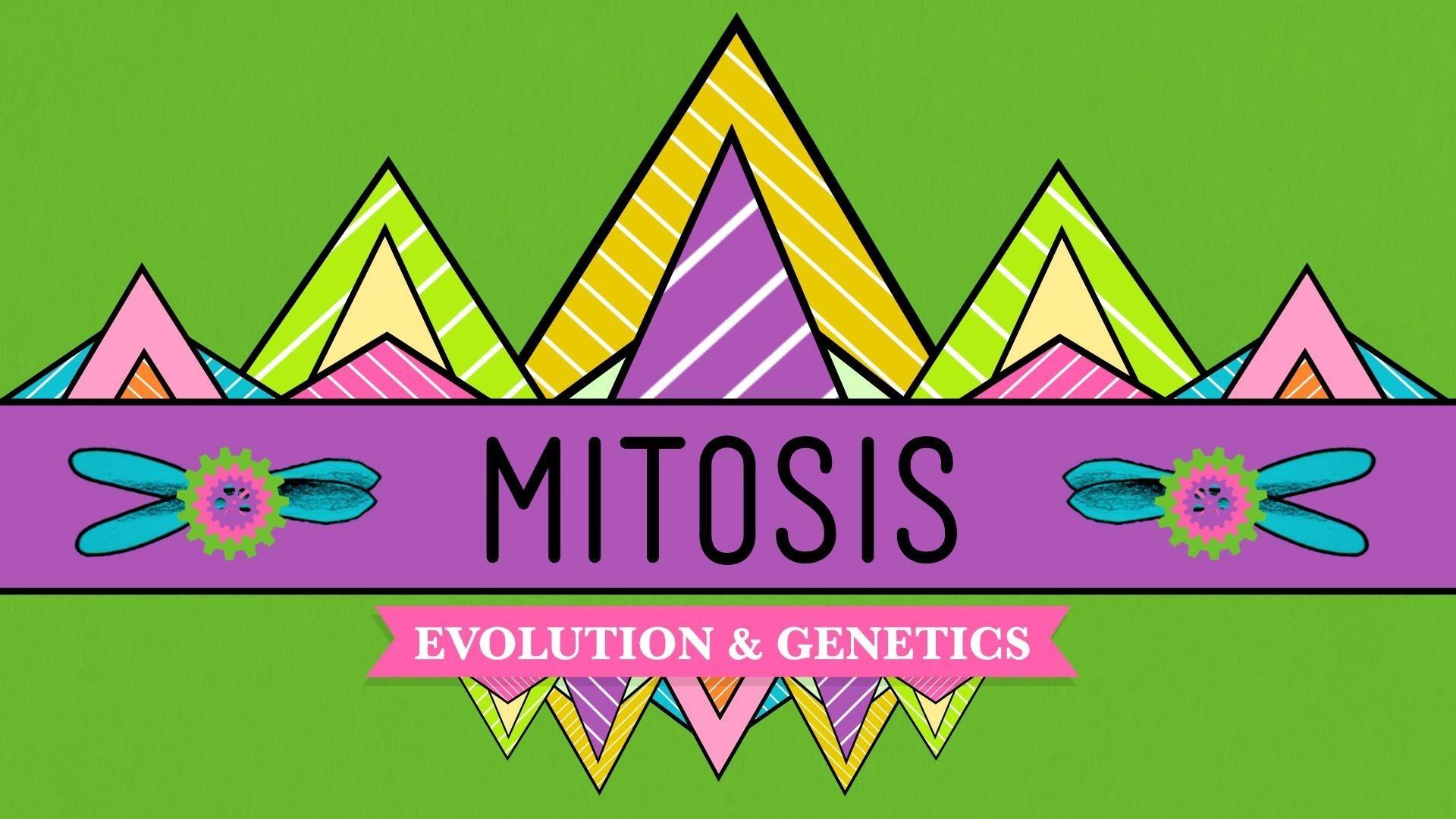 Mitosis Splitting Up Is Complicated Crash Course Biology PBS Mitosis Splitting Up Is Complicated Crash Course Biology PBS
