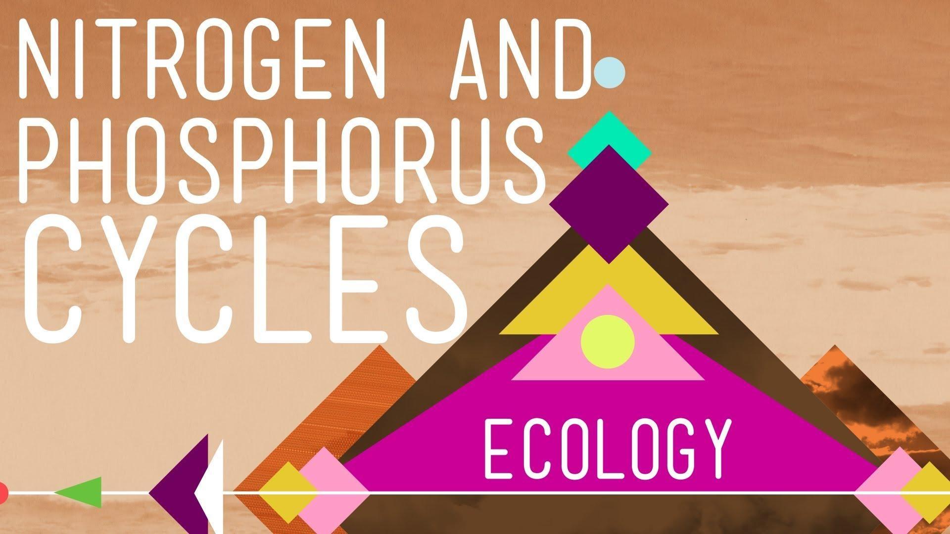 Nitrogen & Phosphorus Cycles: Always Recycle! Part 2 | Crash Course ...