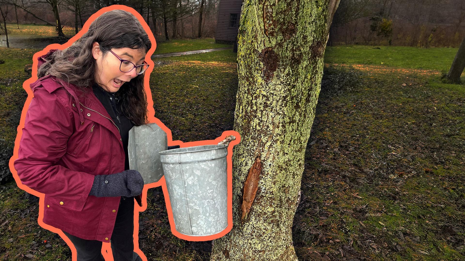 Tapping into Maple Syrup | Compact Science | PBS LearningMedia