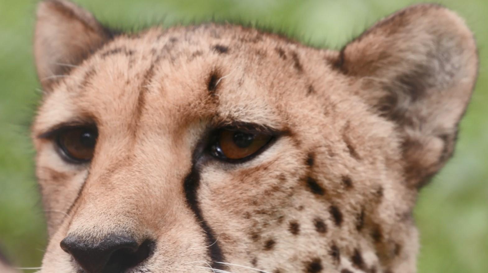 Cheetah | Paws for a Minute | PBS LearningMedia