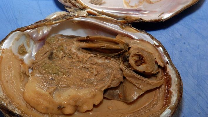 Dissection 101 | Clam Dissection Lesson Plan