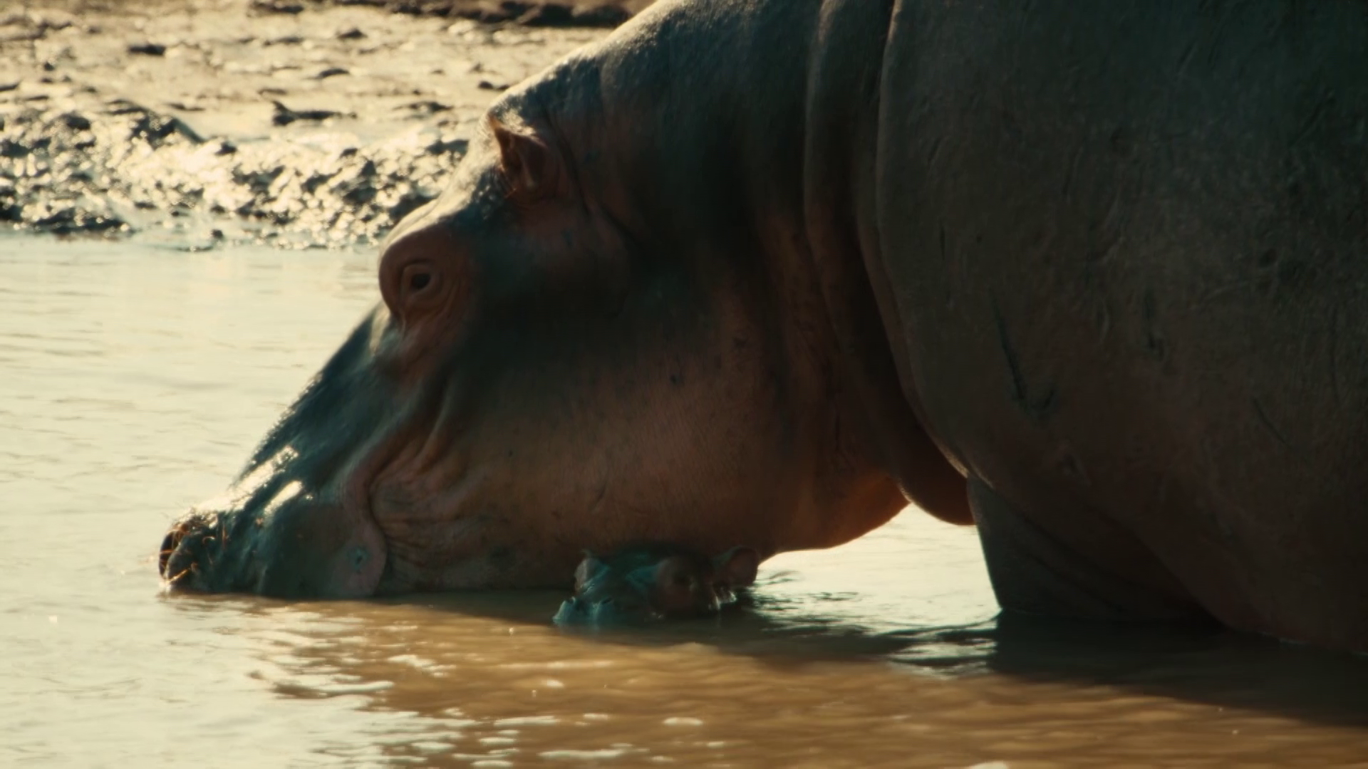 The Social World of Hippos | Hippo King | Grades 6-8 Science Teaching ...