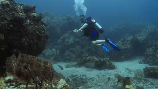 Creatures: In the Coral Reef | Wild Kratts | PBS LearningMedia