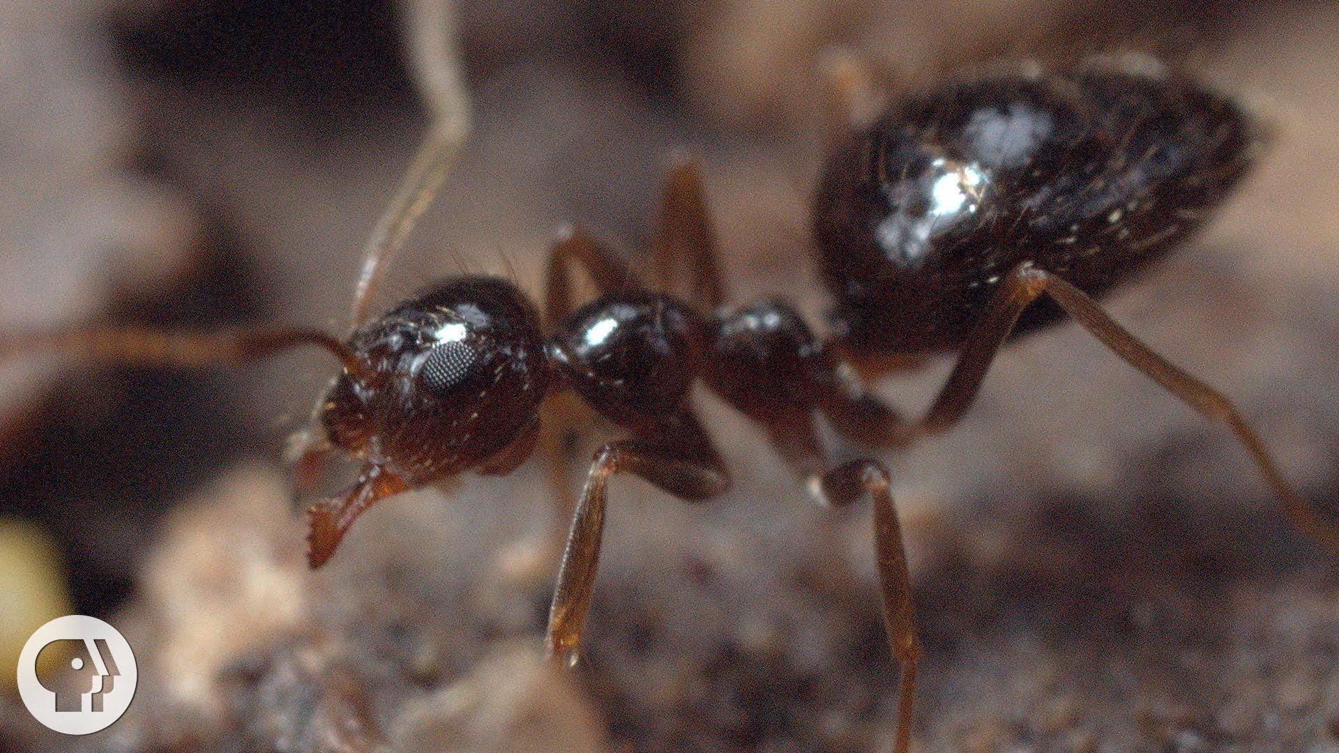 Winter is Coming for These Argentine Ant Invaders | Deep Look | PBS ...