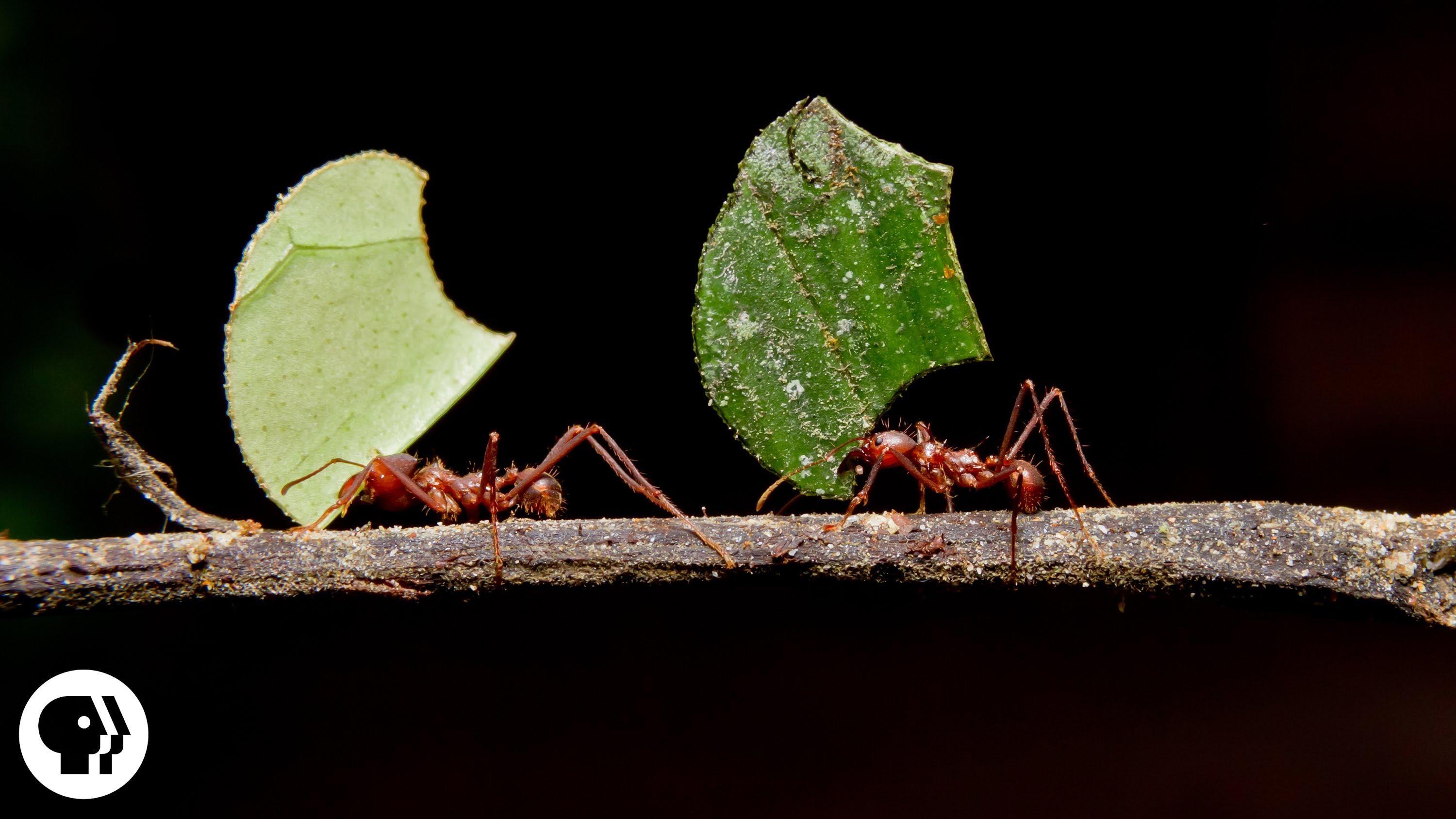 Where Are the Ants Carrying All Those Leaves? | Deep Look | PBS ...