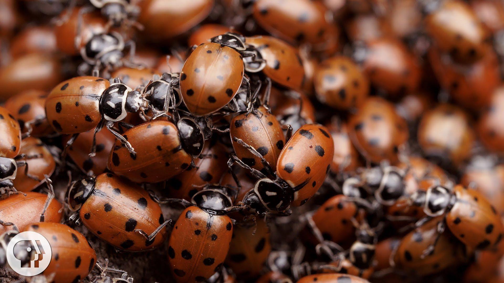 The Ladybug Love-In: A Valentine's Special | Deep Look | PBS LearningMedia