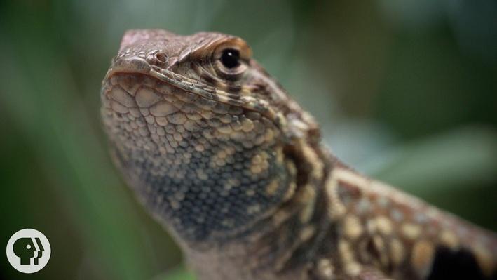These Lizards Have Been Playing Rock-Paper-Scissors for 15 Million ...