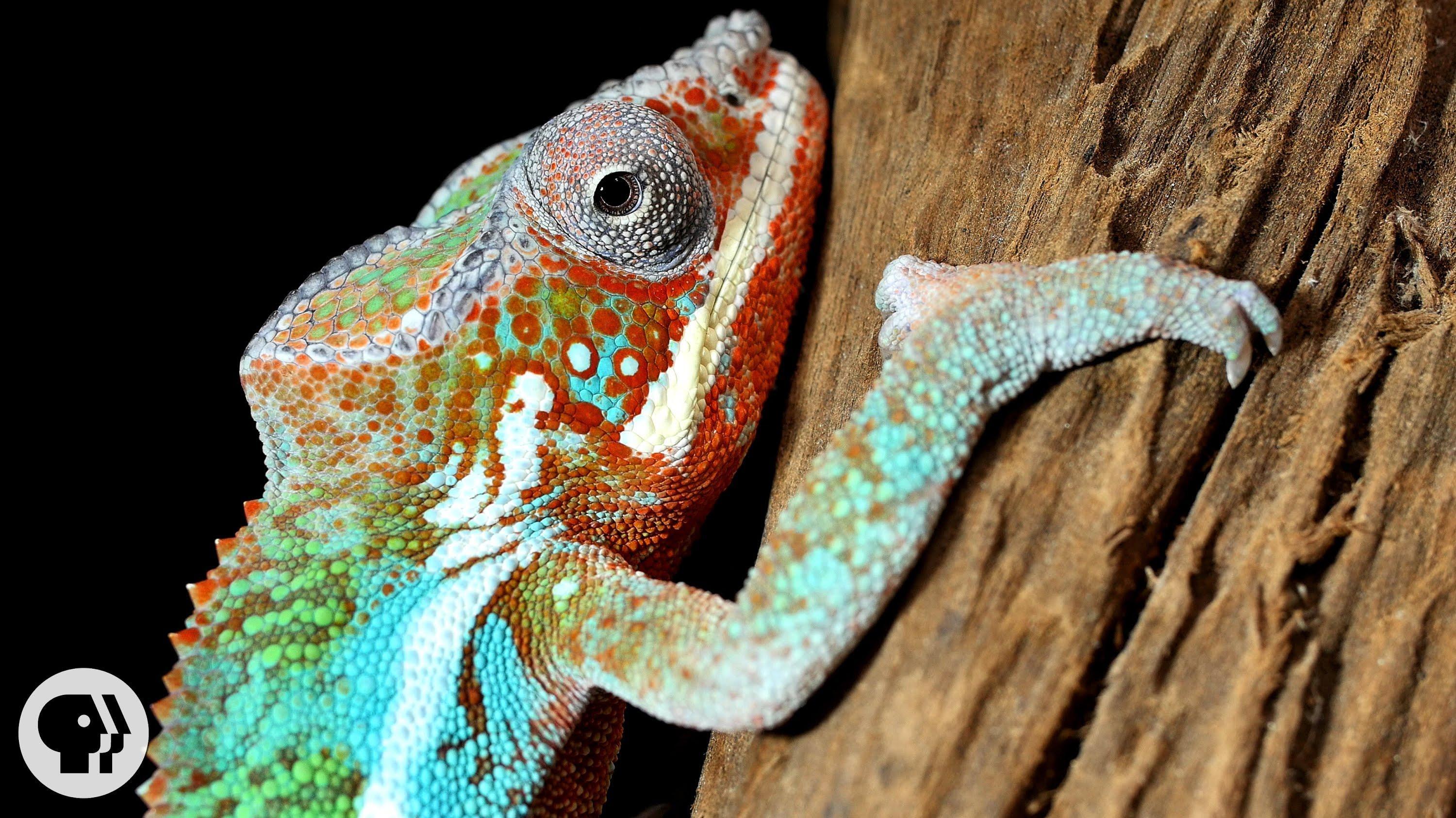 Nature's Mood Rings: How Chameleons Really Change Color | Deep Look | PBS LearningMedia