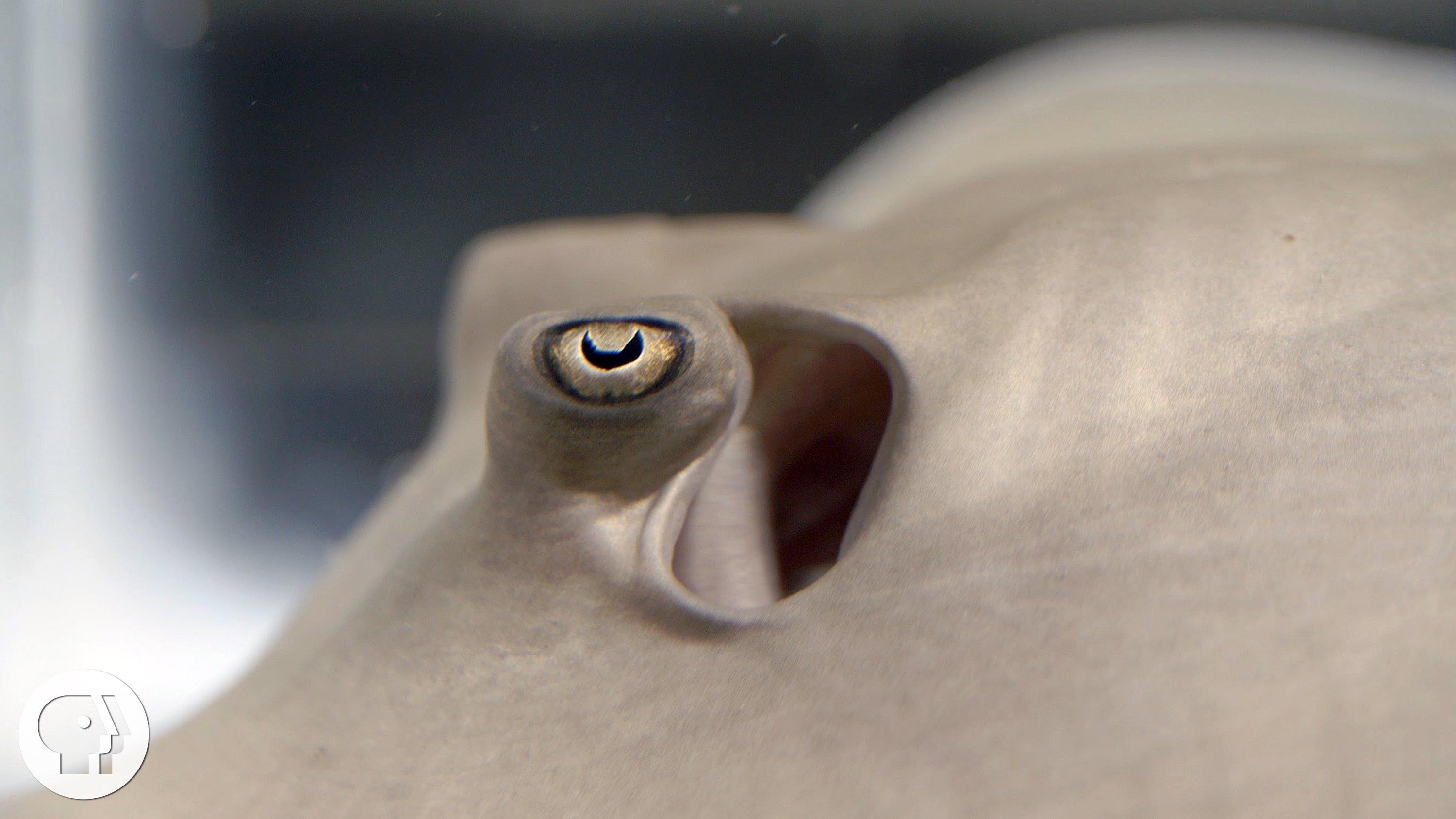 How Do Sharks and Rays Use Electricity to Find Hidden Prey? | Deep Look ...