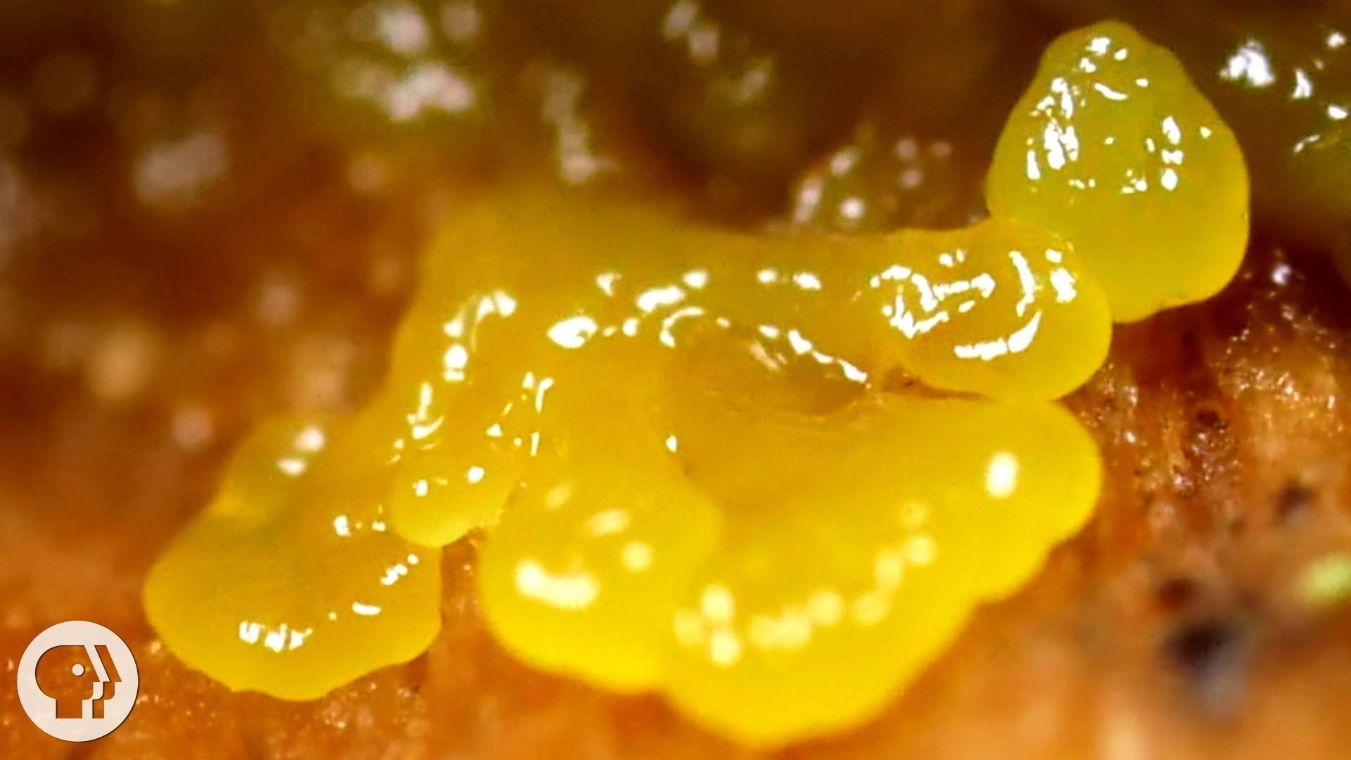 This Pulsating Slime Mold Comes in Peace (ft. It's Okay to Be Smart ...