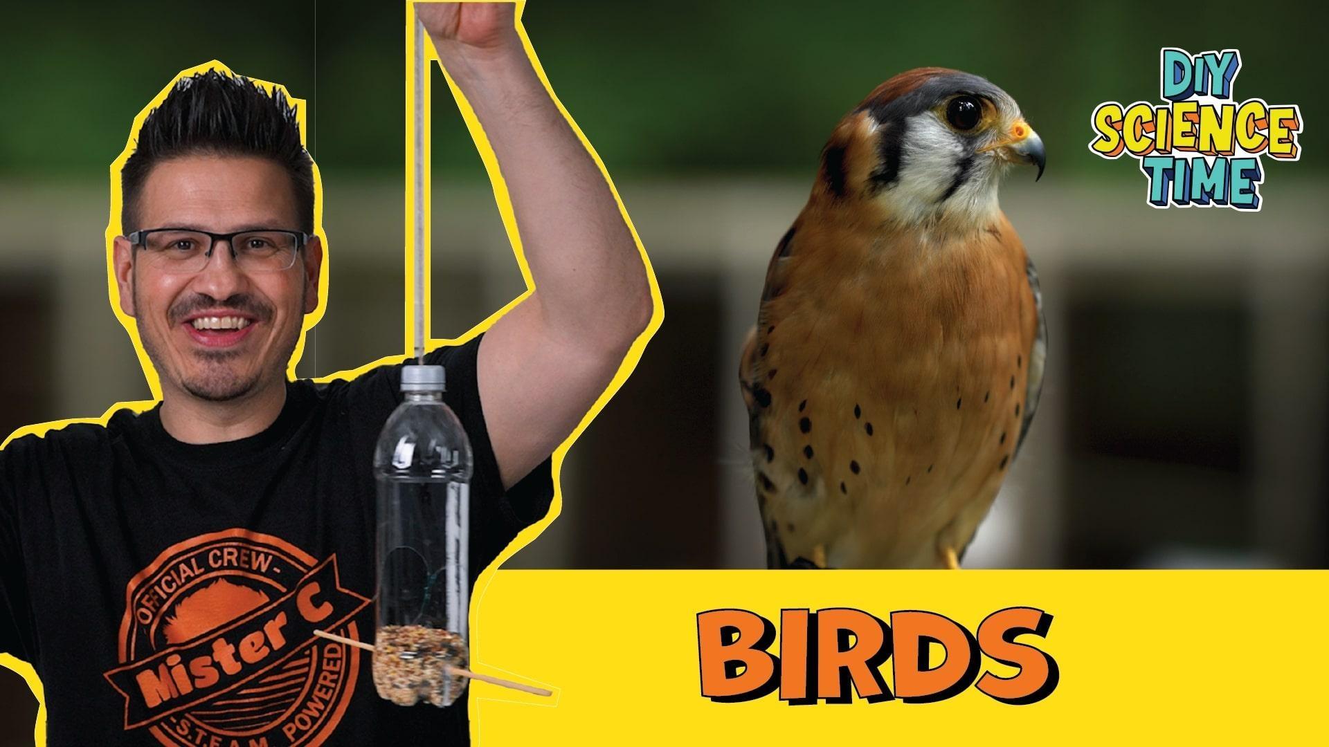 Birds | DIY Science Time | PBS LearningMedia