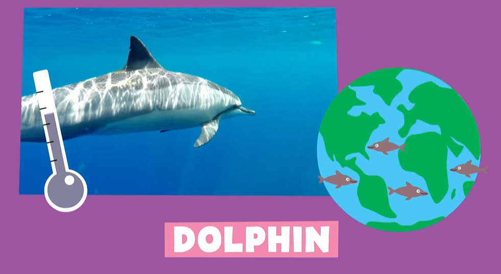 Dolphin | Animal Alphabet | PBS LearningMedia