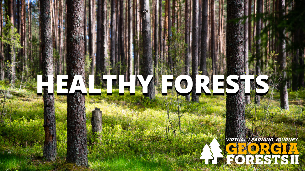 What Makes a Healthy Forest | Georgia Forests II | Grades 9-12 Science ...