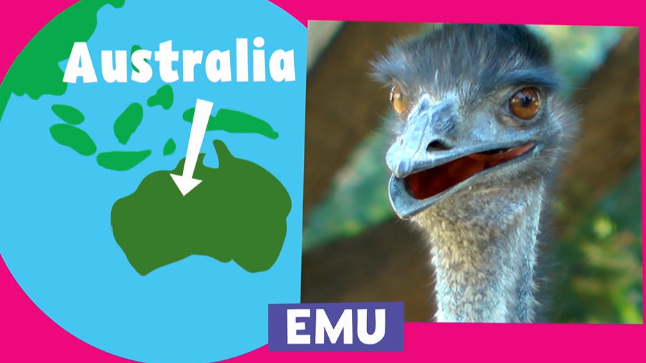 Emu | Animal Alphabet | PBS LearningMedia
