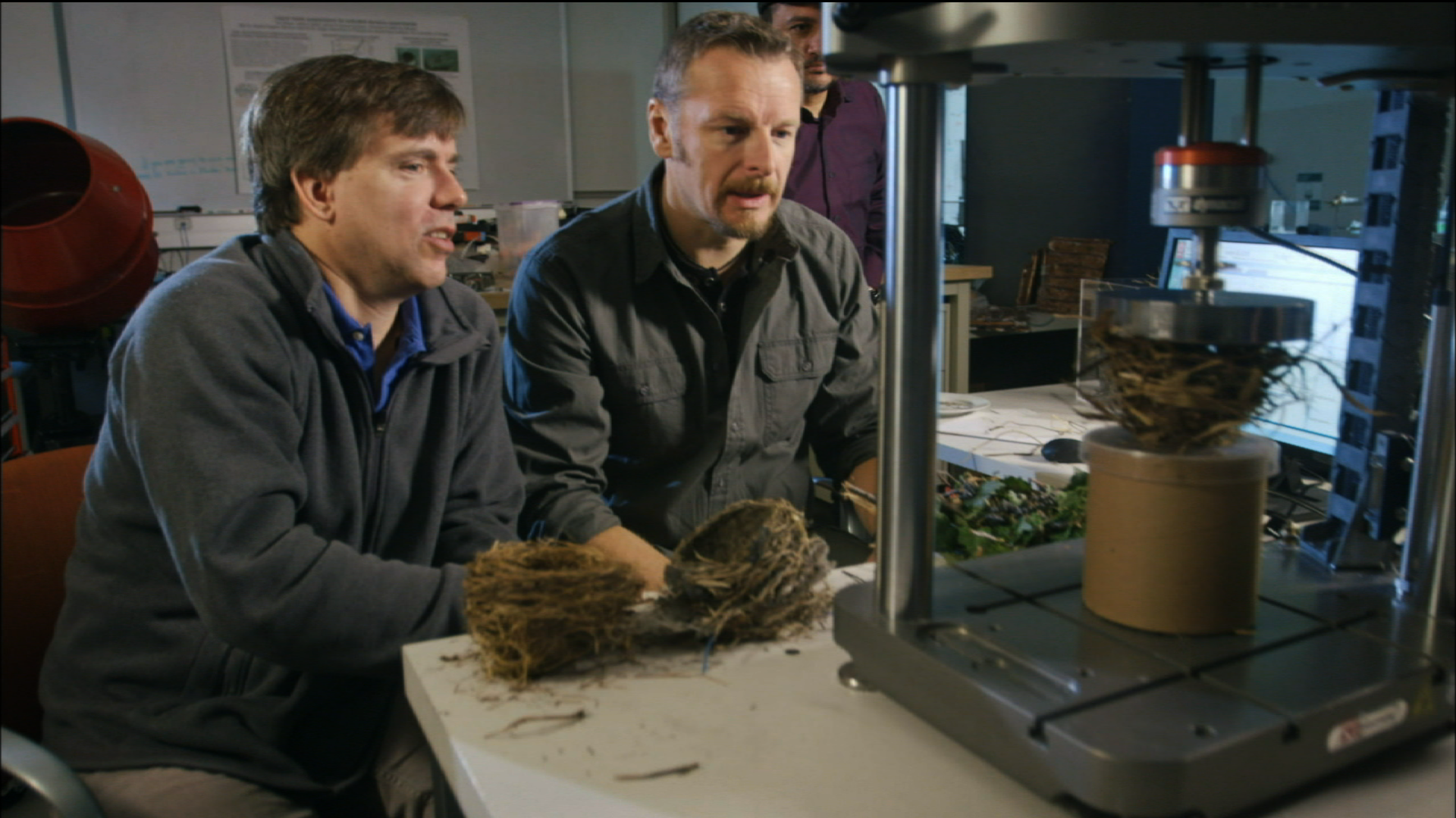 The Structural Engineering of Nests | PBS LearningMedia