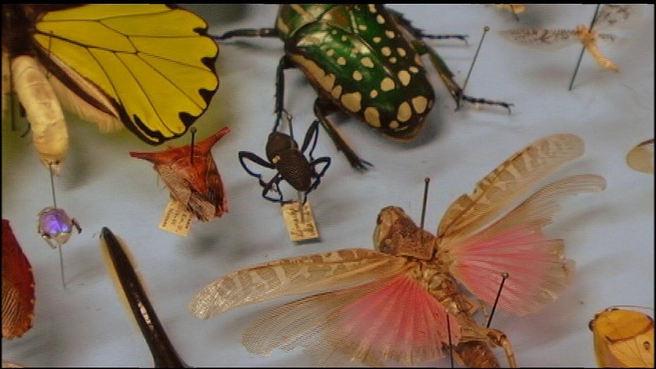 Indiana Expeditions | Entomology at Purdue | PBS LearningMedia