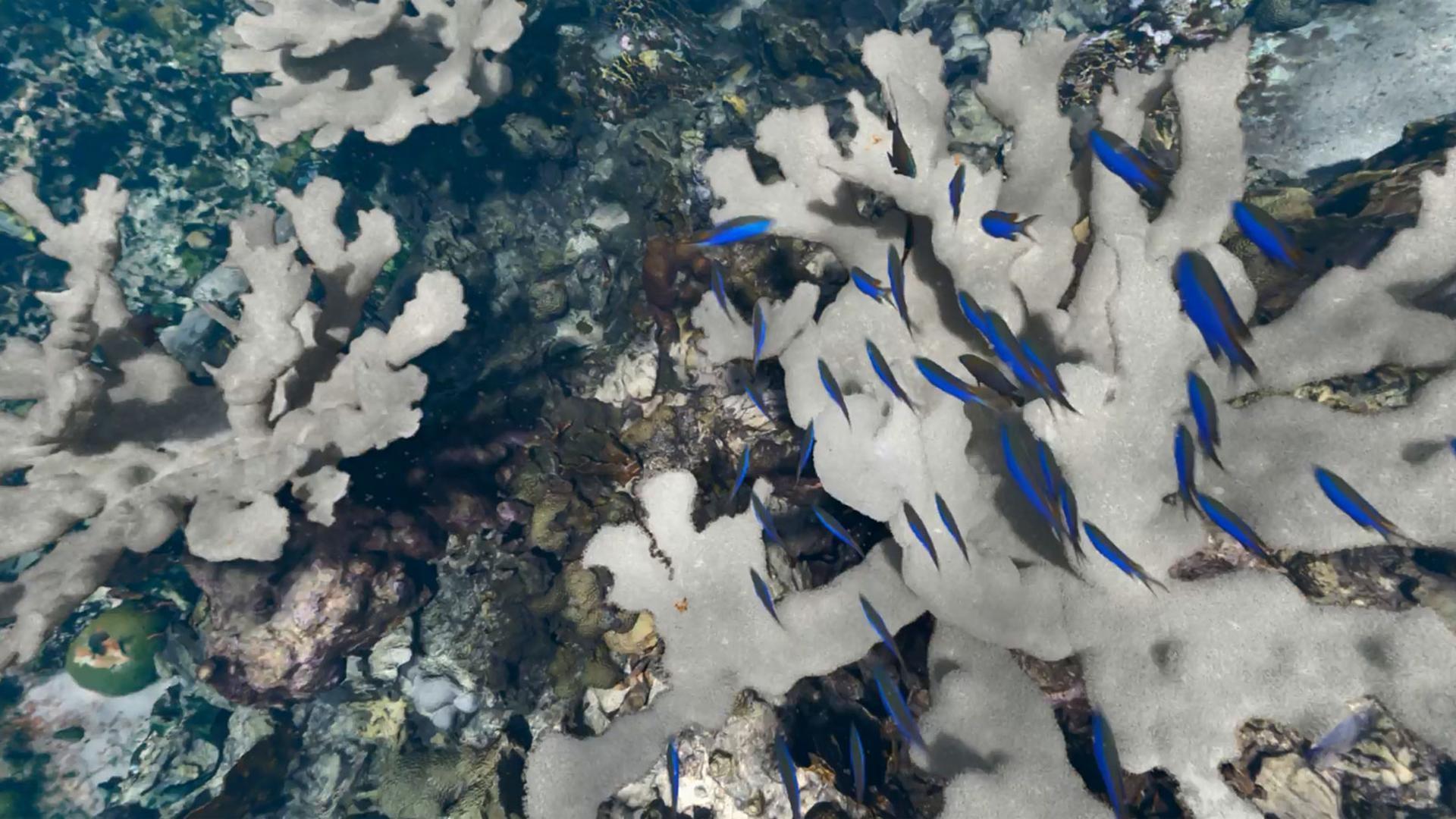 Why Do Corals Bleach? | PBS LearningMedia