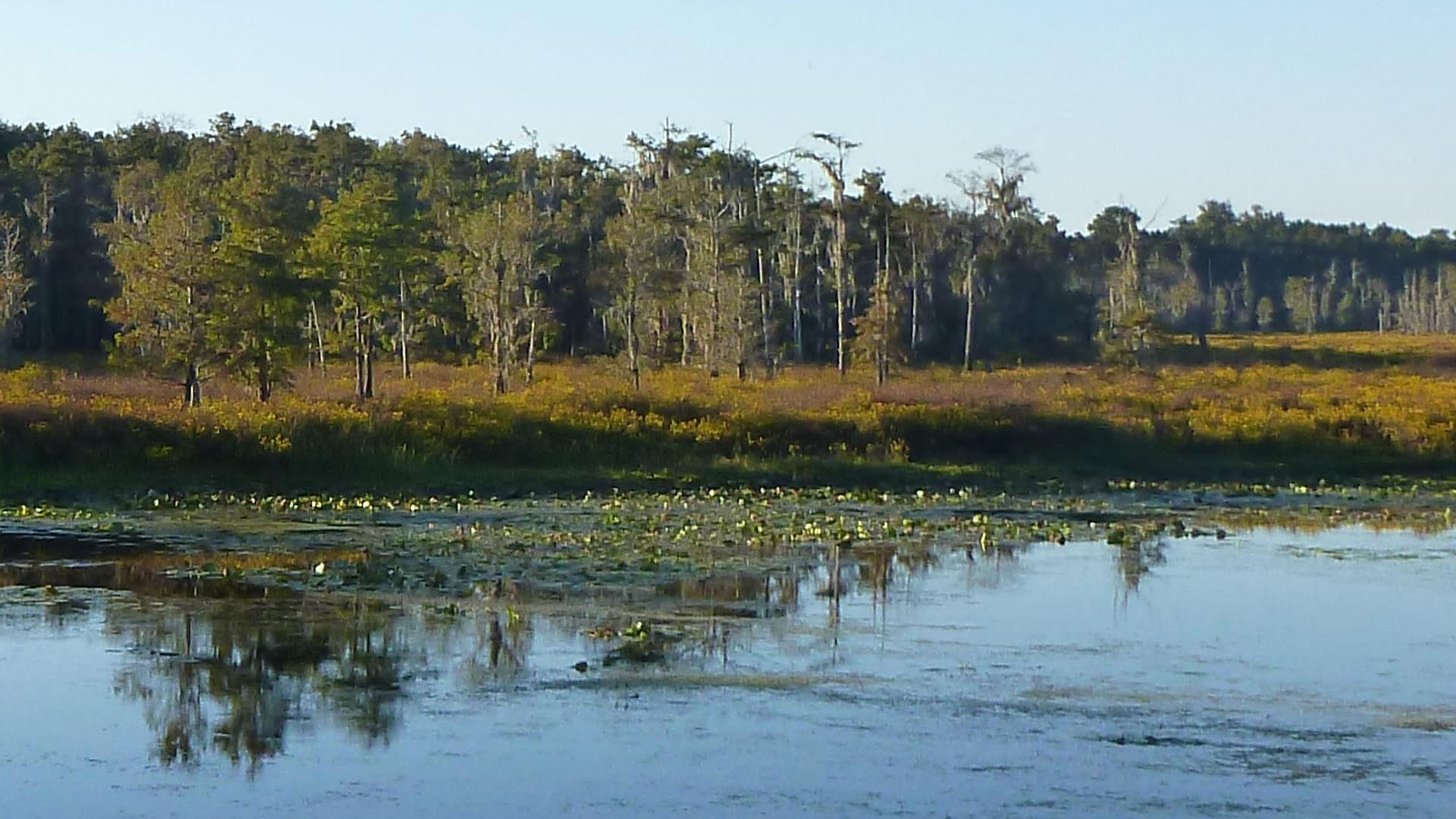 Florida Footprints | A Feral Land (1704-1845) | Grades 3-5, 6-8 Social ...