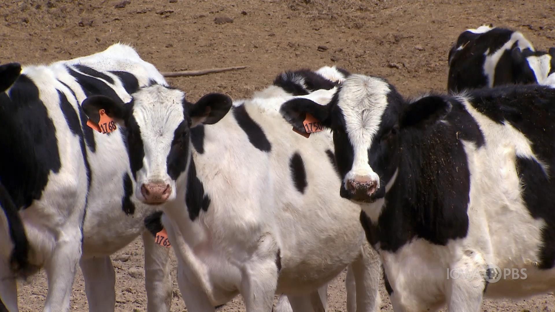 Studying Genetics for Increased Food Production | FIND Iowa | Grades K ...