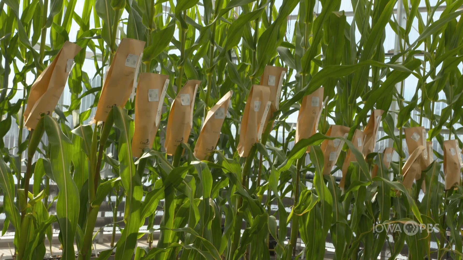 Developing Stronger Healthier Corn Find Iowa Pbs Learningmedia