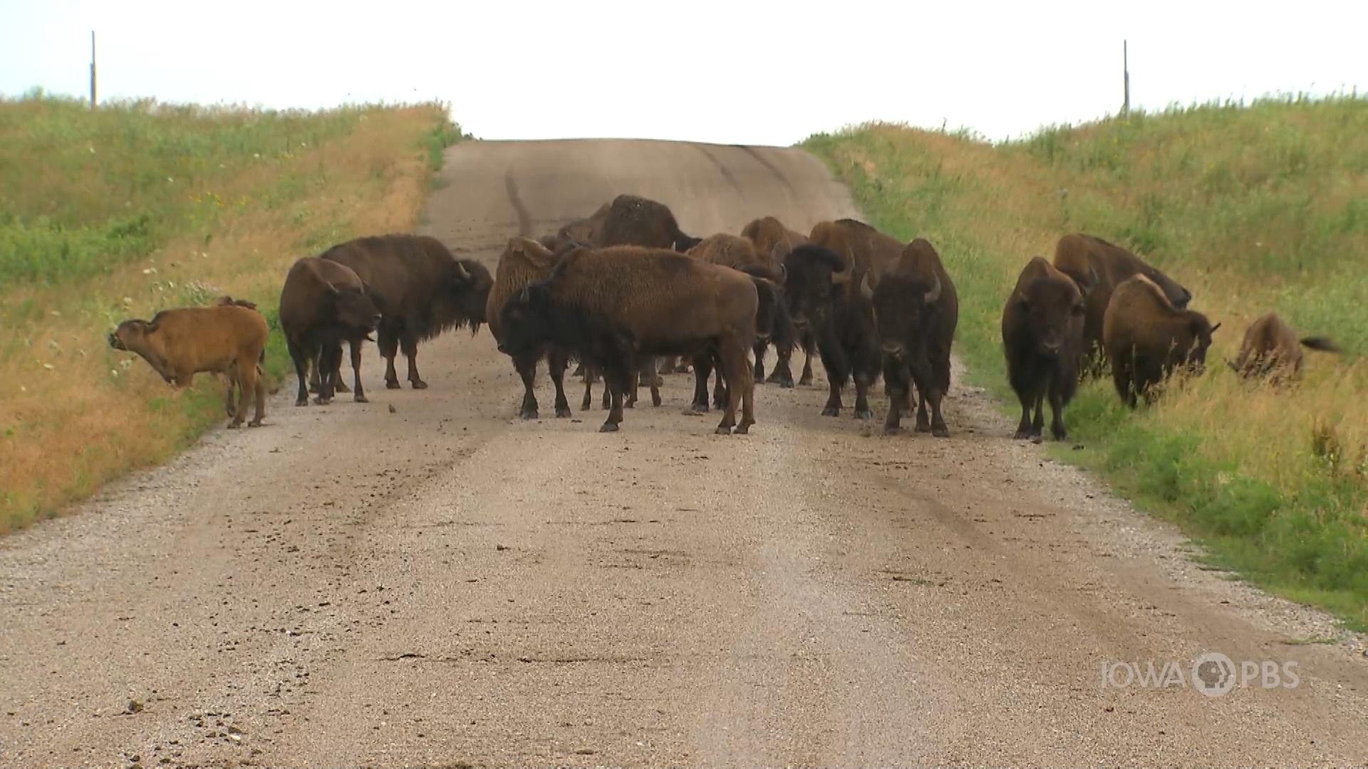 The Bison Factor | FIND Iowa | PBS LearningMedia