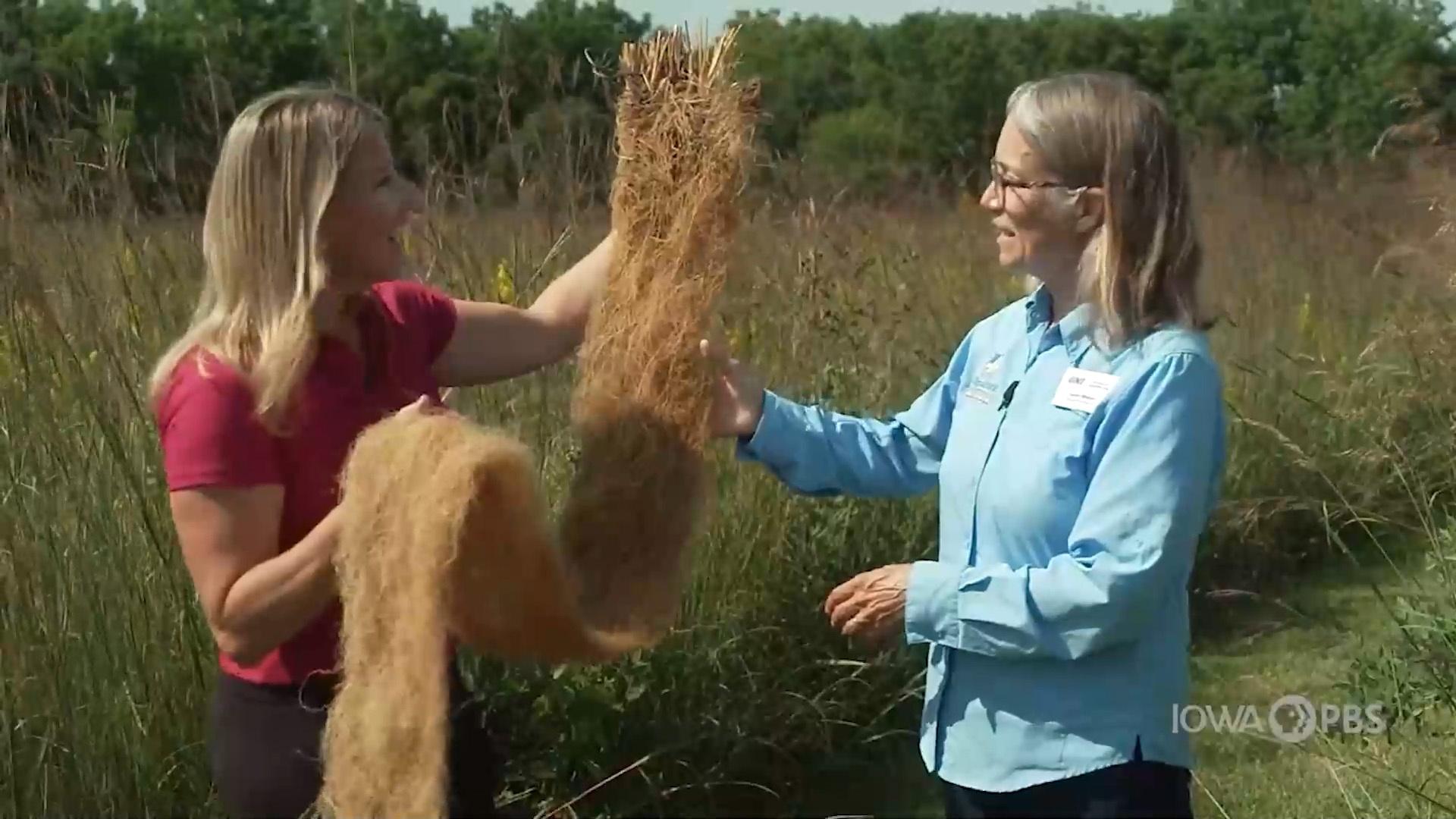 Prairies and the Environment | FIND Iowa | PBS LearningMedia
