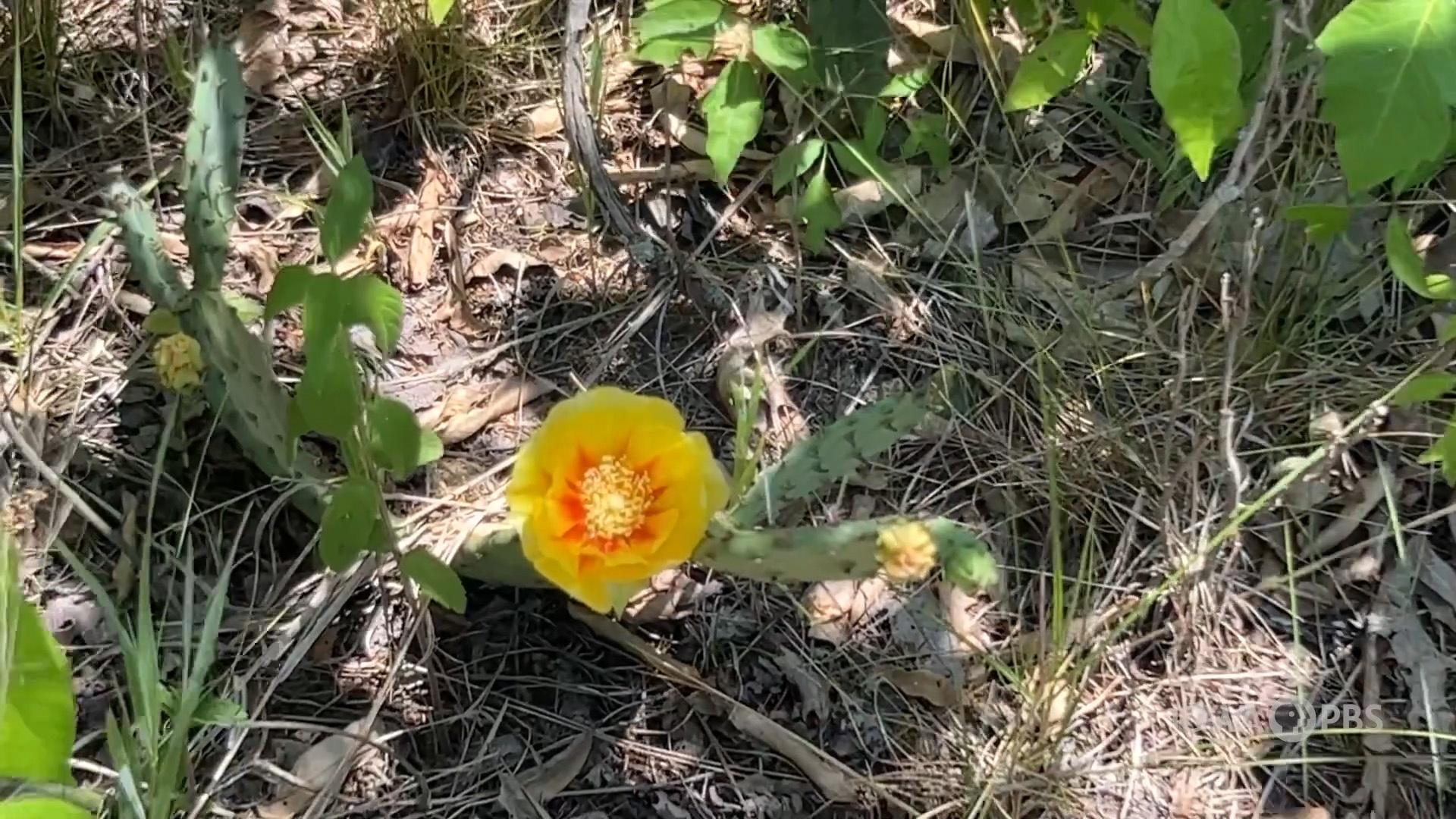 Sand Prairies | FIND Iowa | PBS LearningMedia