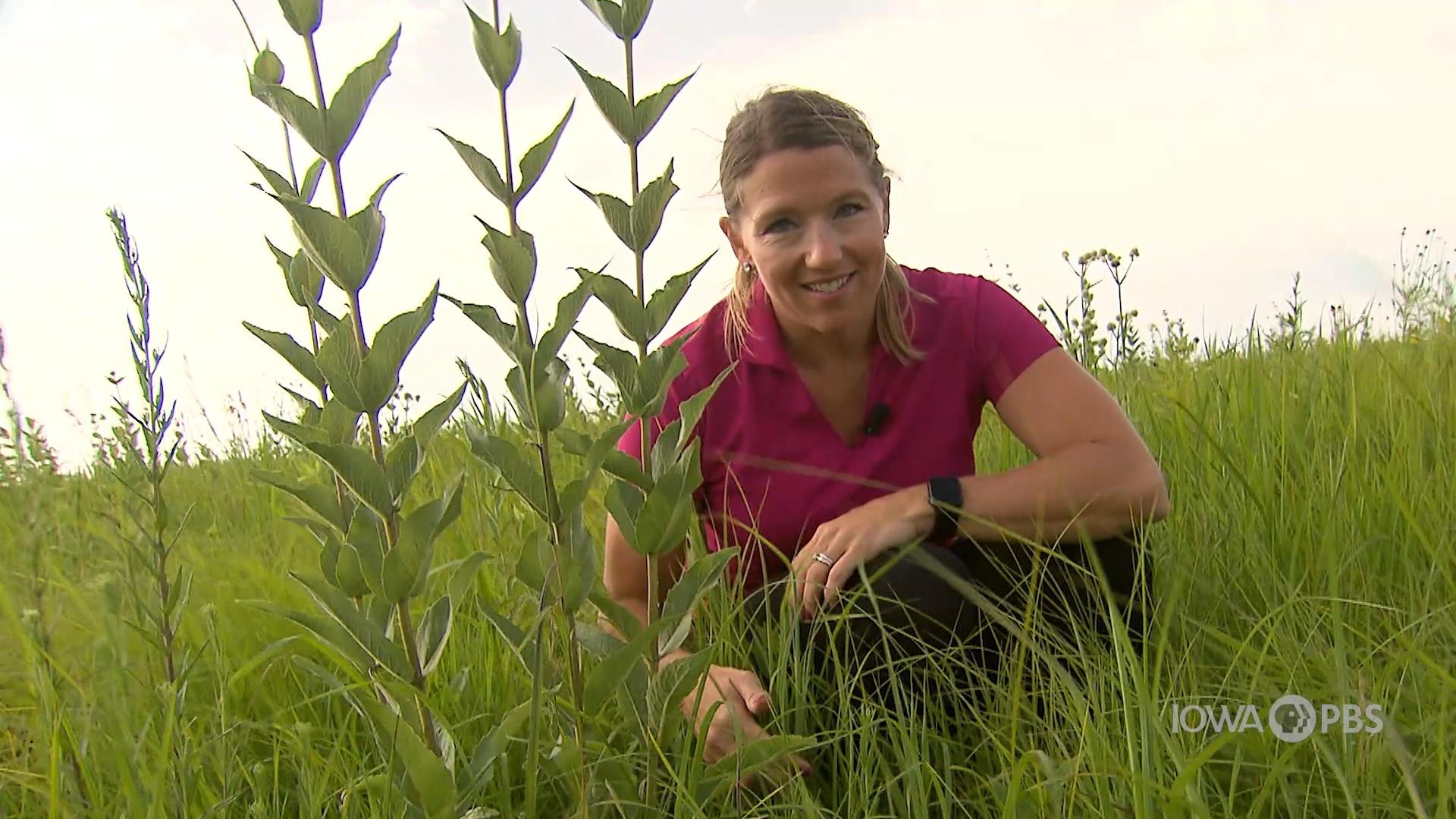 Tallgrass Prairies | FIND Iowa | Grades K-2, 3-5 Science Teaching and ...
