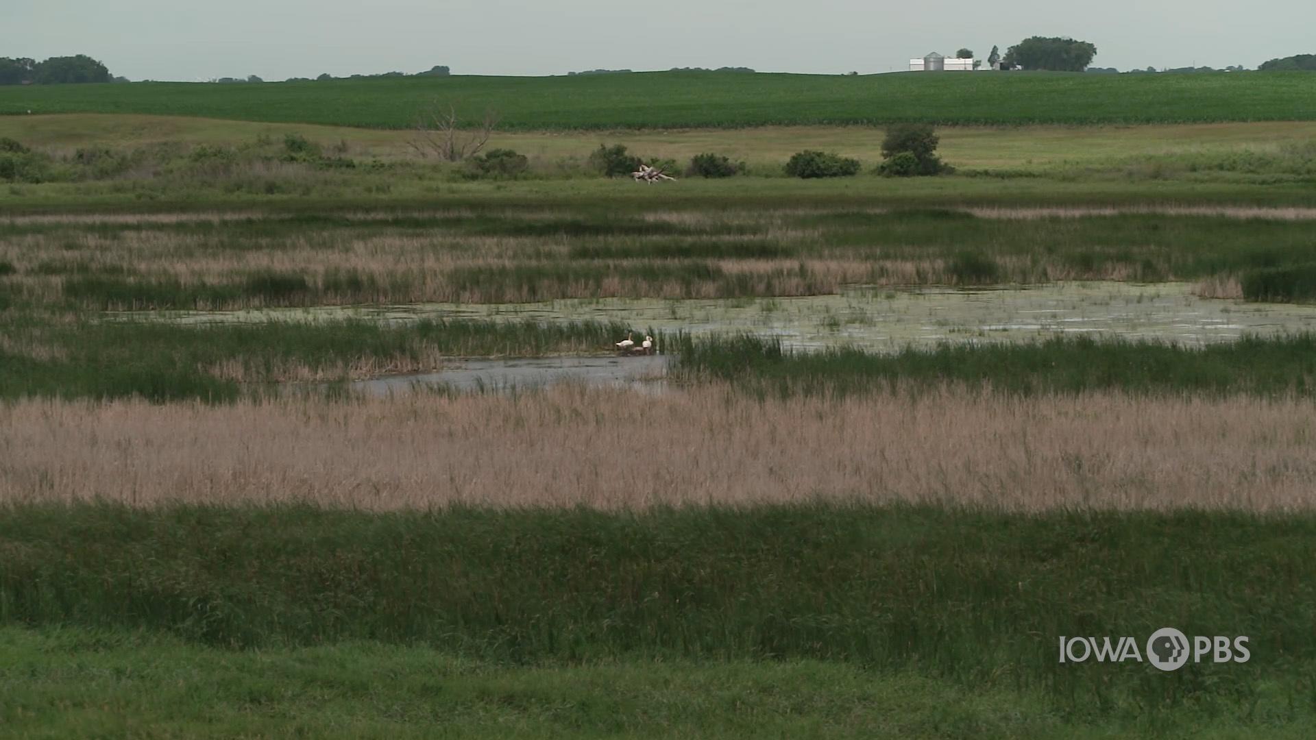 Wetland Prairies | FIND Iowa | PBS LearningMedia