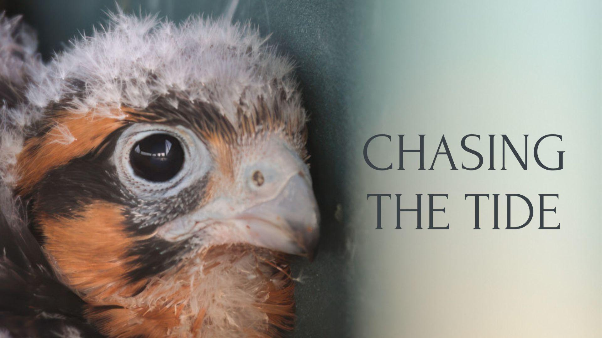Conserving Aplomado & Peregrine Falcons | Chasing the Tide | PBS ...
