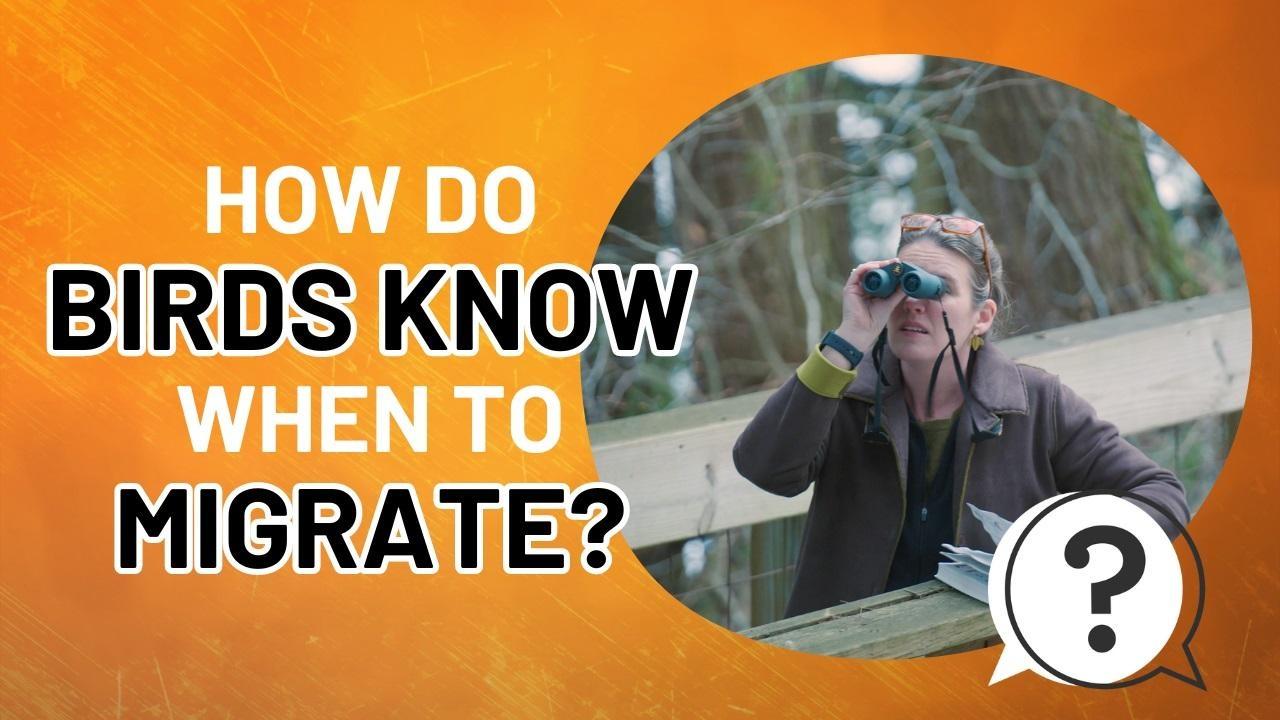 February Migration | But Why Adventures! Northeast Nature | Grades 3-5 ...