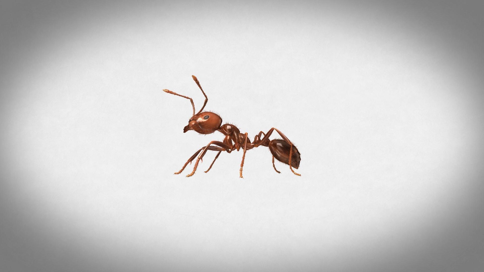 Inside the World of Fire Ants! | It's Okay to Be Smart | PBS LearningMedia