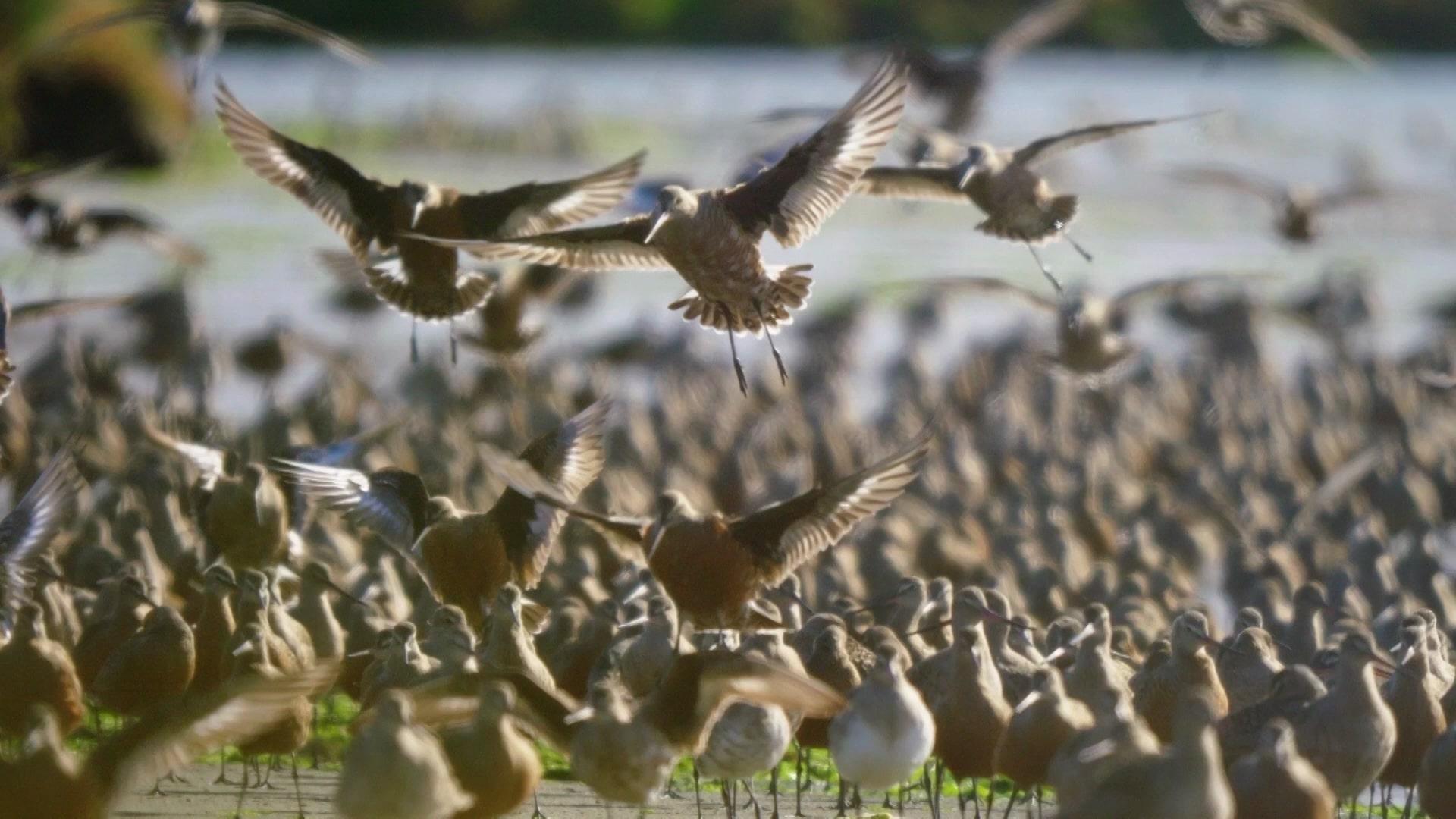 Migration of the Hudsonian Godwit | Flyways | PBS LearningMedia